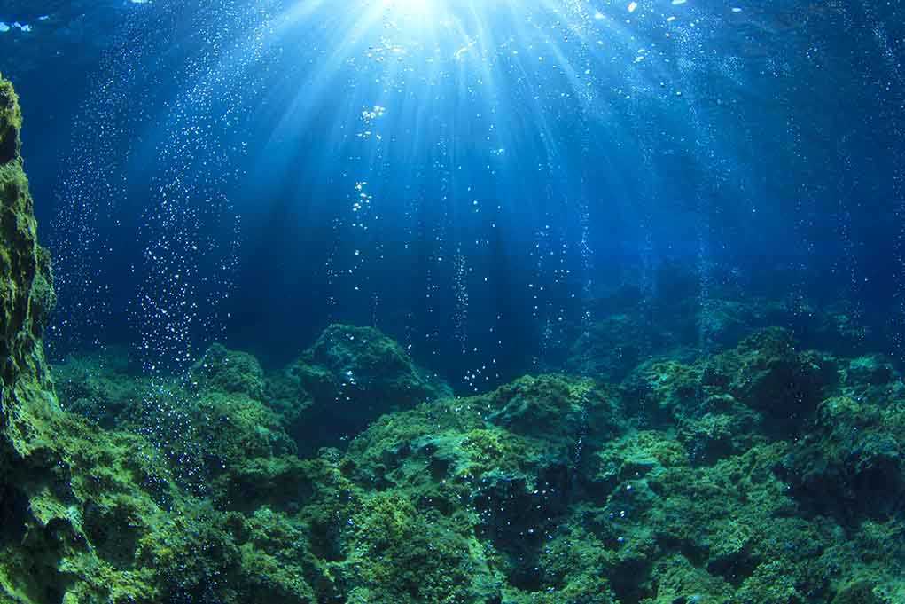 Ocean’s Quiet Answer to Hunger | Right Wing